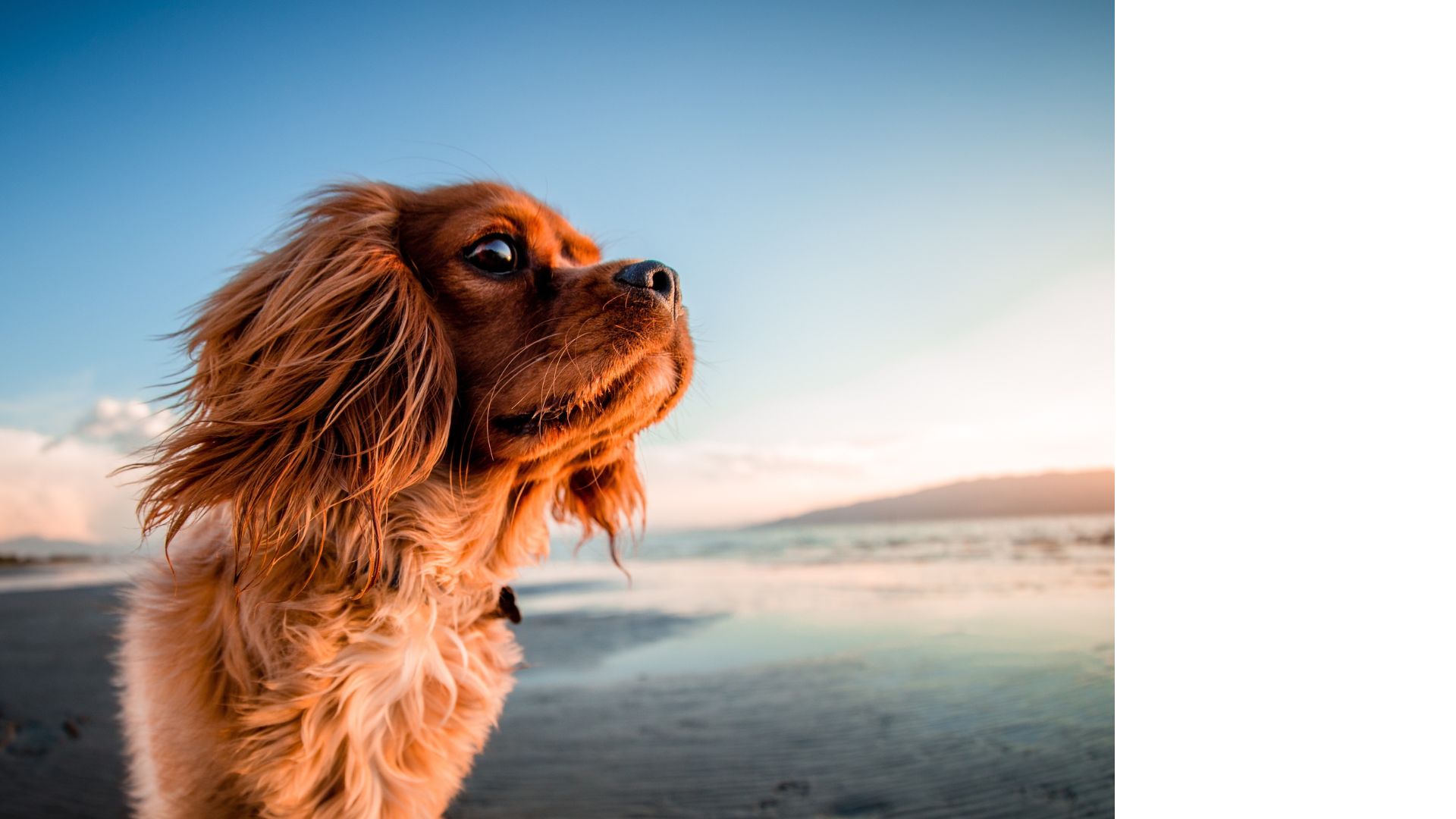 HOME | Animal Compassion